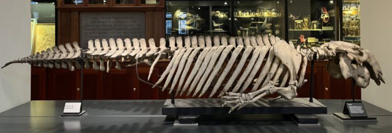 Discover the Grant Museum of Zoology - Wandering London